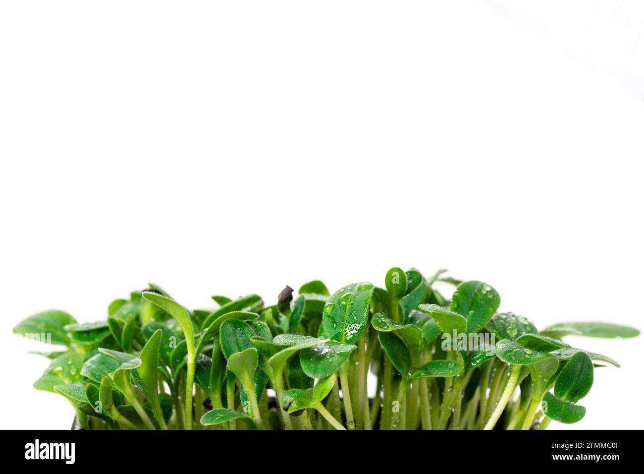 Sunflower sprouts on a white background with a place for text ...