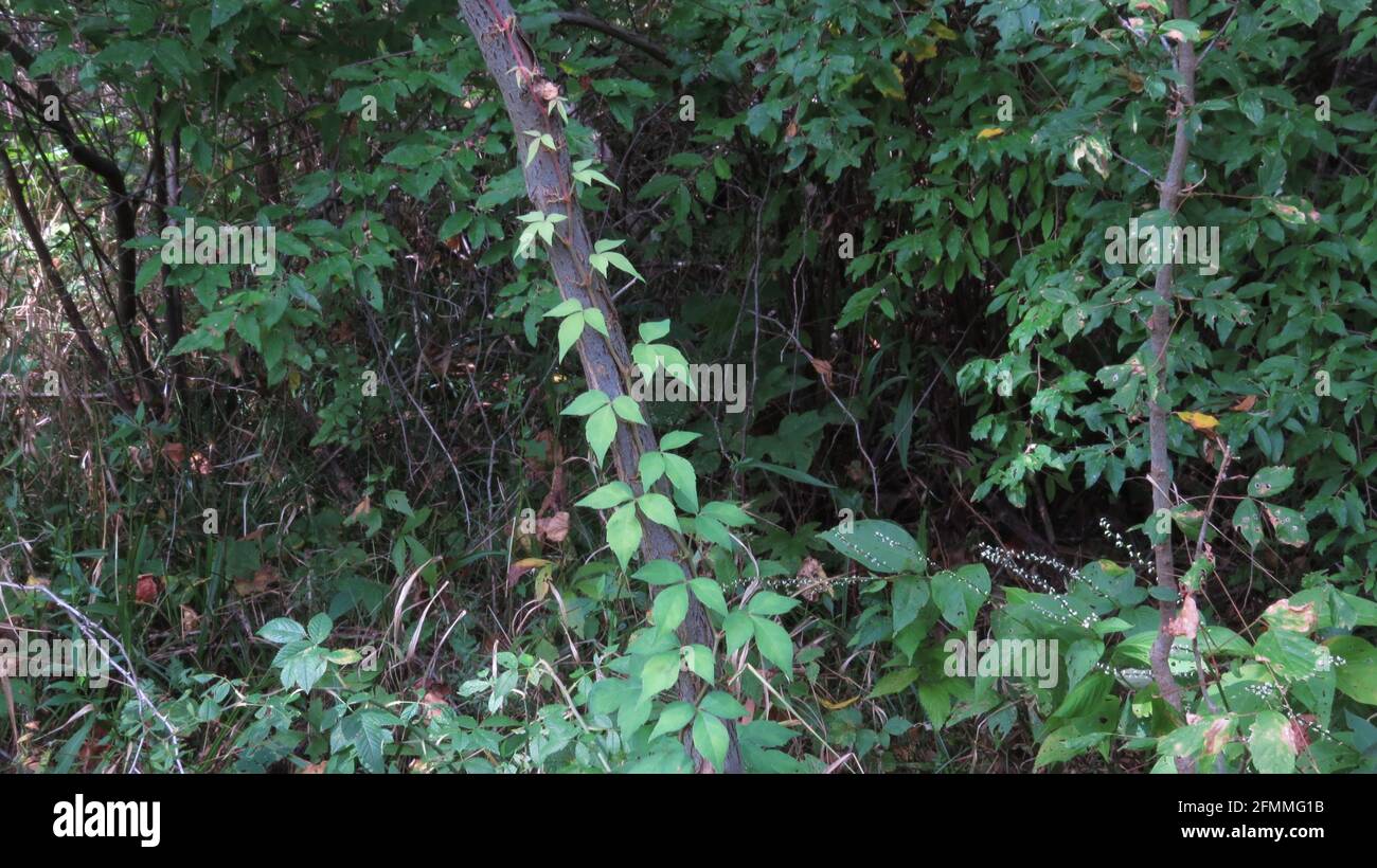 Poison ivy climbing a tree trunk Stock Photo - Alamy