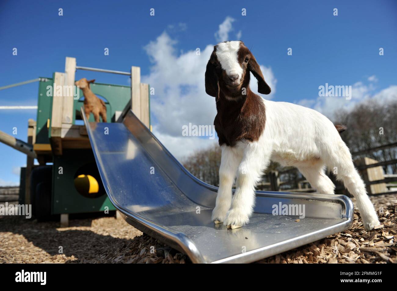 Goat Play Equipment