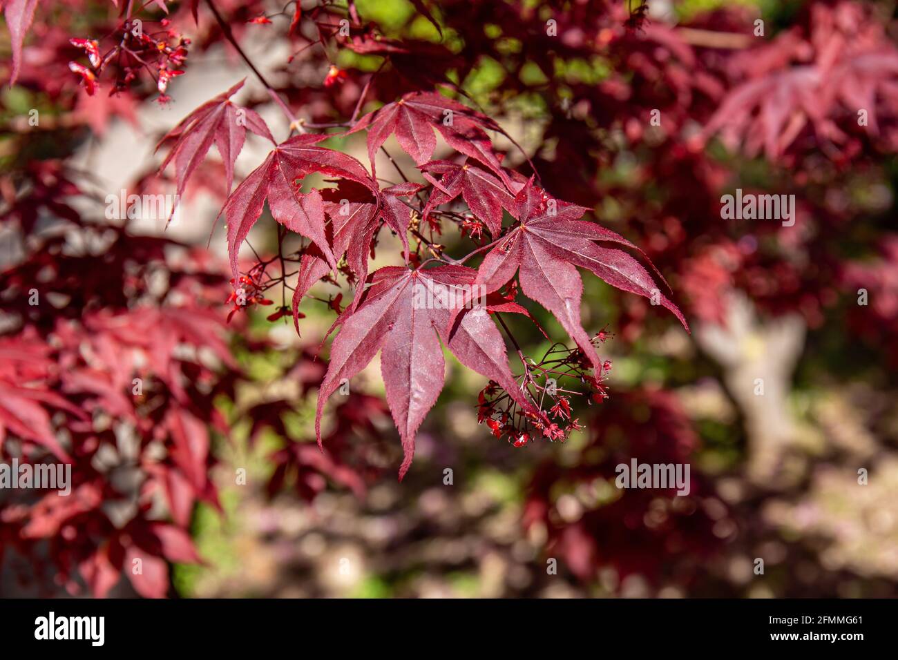 Red maple branches with the characteristic palmate leaves and small ...