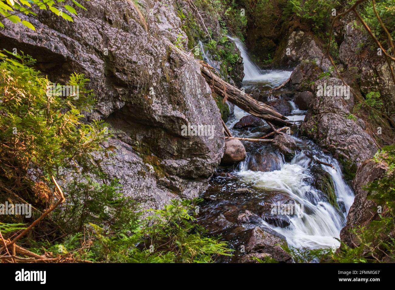 Summer beaver hi-res stock photography and images - Alamy
