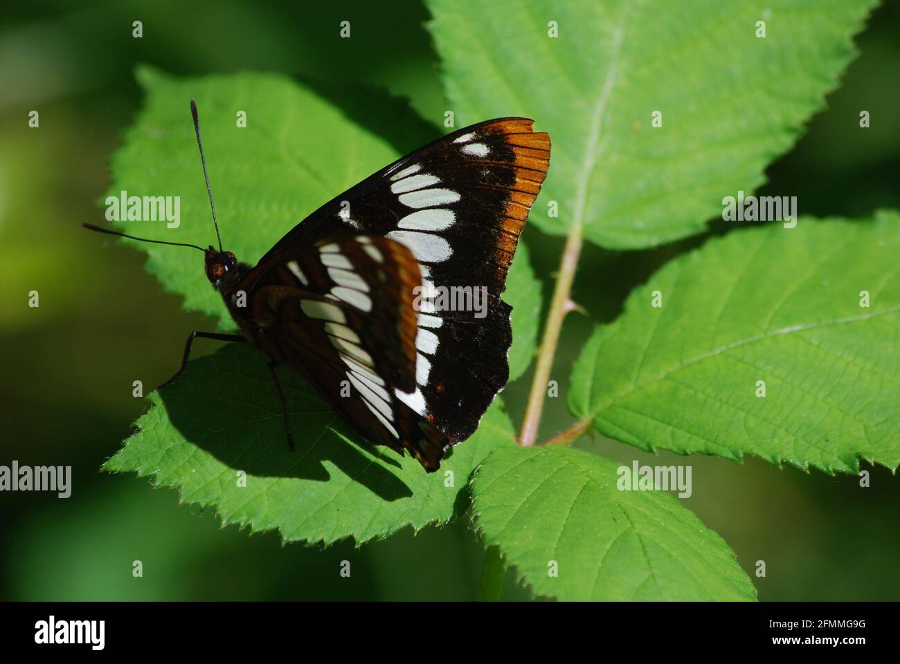 Himalayan butterfly hi-res stock photography and images - Alamy