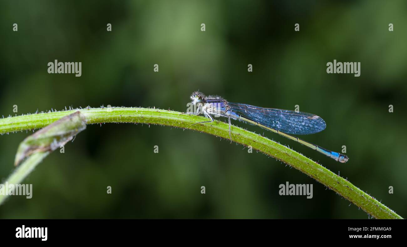 Dragonfly young hi-res stock photography and images - Alamy