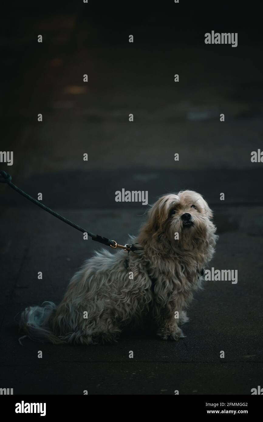 Air bud dog hi-res stock photography and images - Alamy