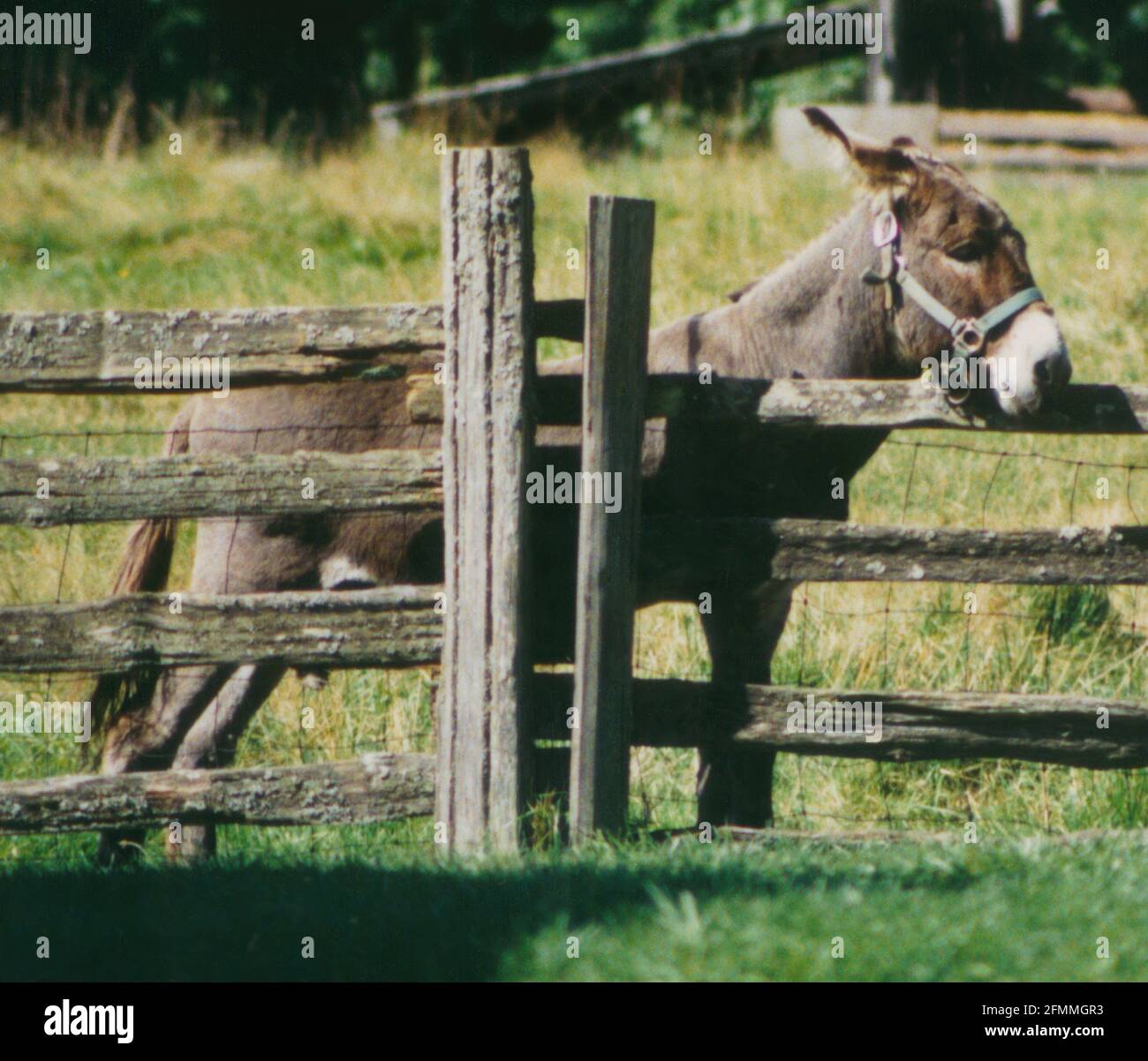 A donkey stands by a fence at a farm in Kitsap County, Washington Stock ...