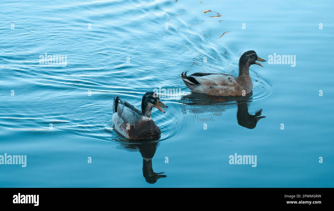 View of beautiful ducks swimming in the water Stock Photo - Alamy