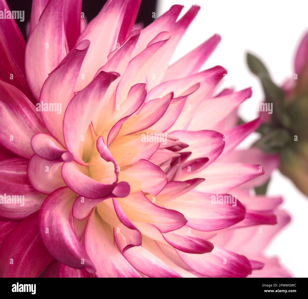 Close up of a single pink and white Dahlia Maggiore Rose Bicolor flower ...