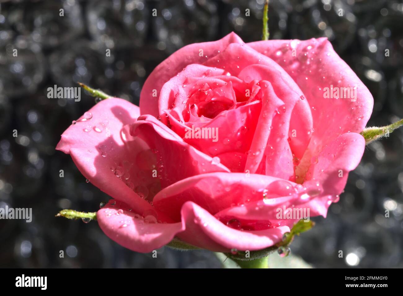 Close up of a single pink rose with water droplets on a sparkly ...