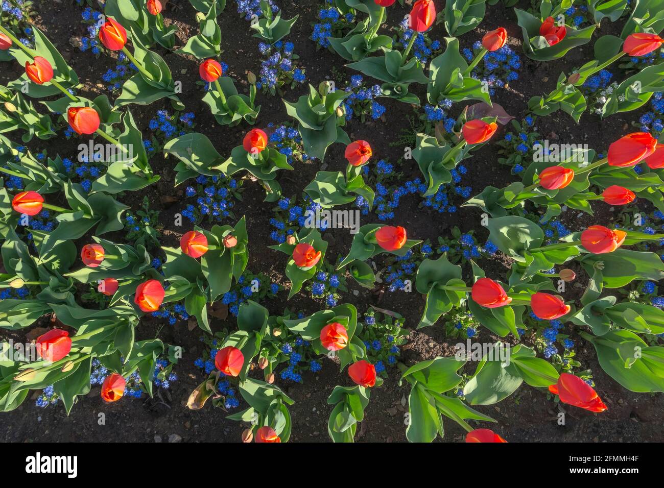 Bloom tulips hi-res stock photography and images - Alamy