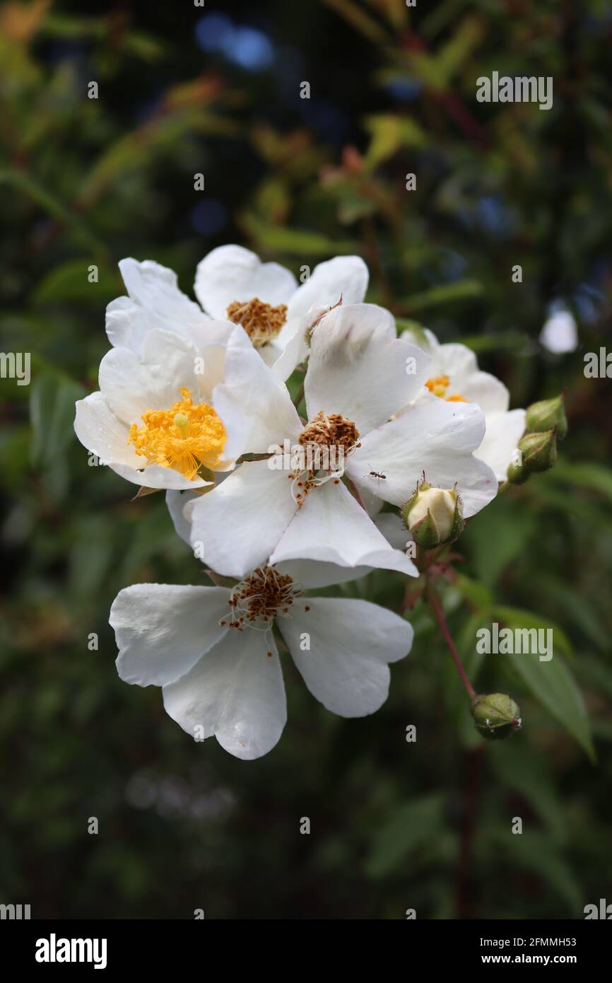 Blossom With Ant High Resolution Stock Photography and Images - Alamy