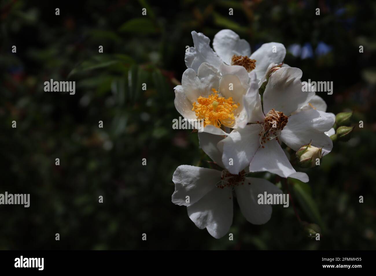 Evergreen Rose High Resolution Stock Photography and Images - Alamy