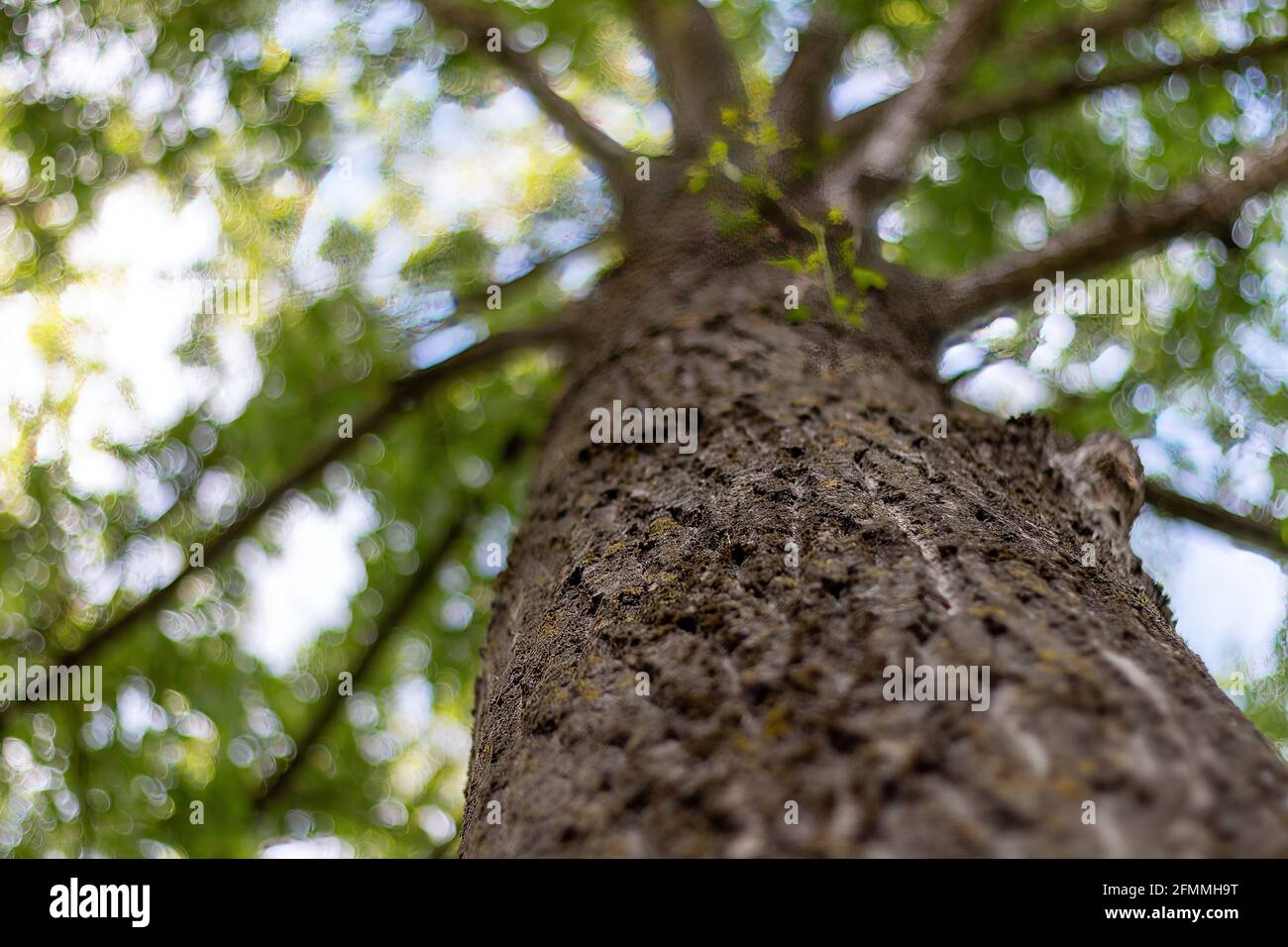 Parenchymal tissue hi-res stock photography and images - Alamy