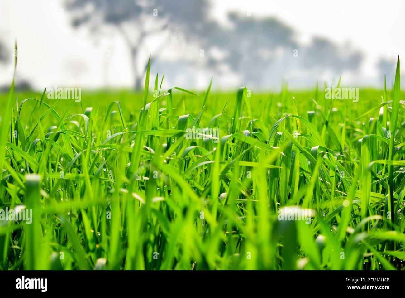 Summer landscape with sky dull trees and green herb, wheat field Stock ...