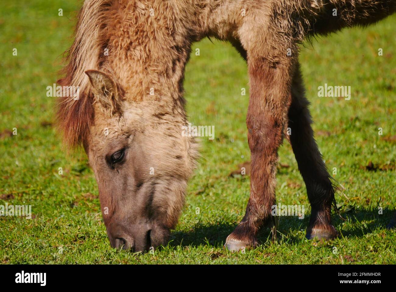 close up as a portrait of a wild horse foal which is eating on a green ...