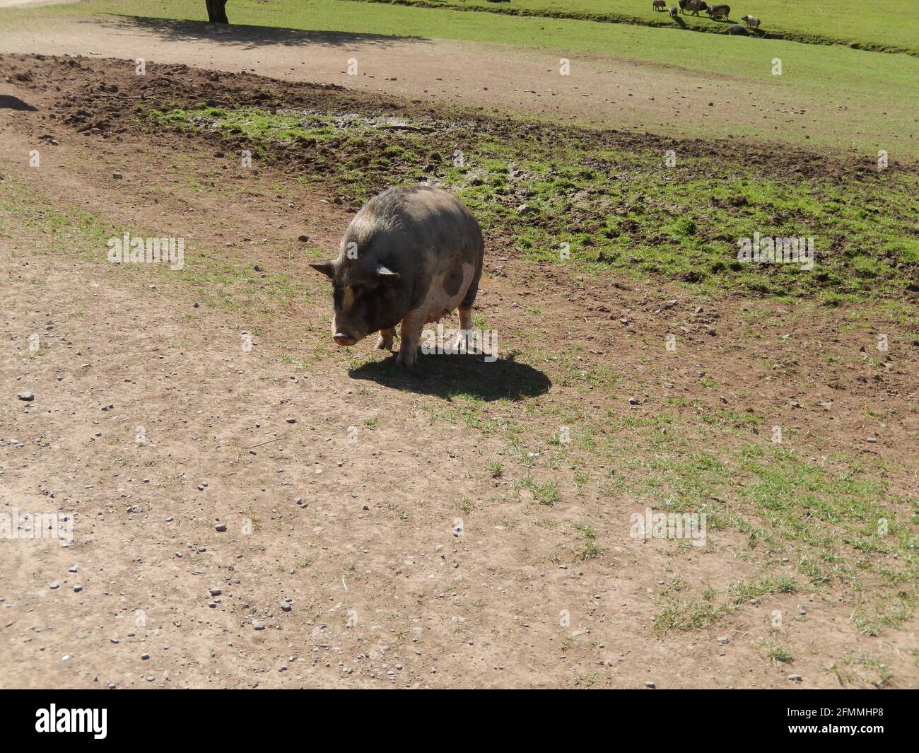 Baby pig standing in grass hi-res stock photography and images - Alamy