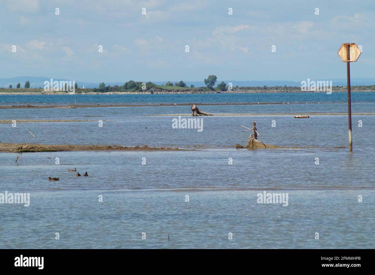 Beautiful shot of seawater with tree stump and waterfowls swimming on ...