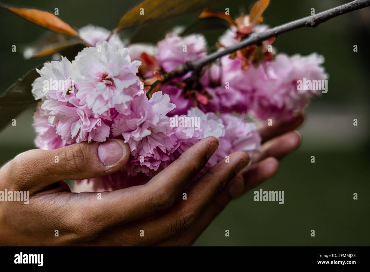 Hands touching flowers of a blooming Japanese cherry Stock Photo - Alamy