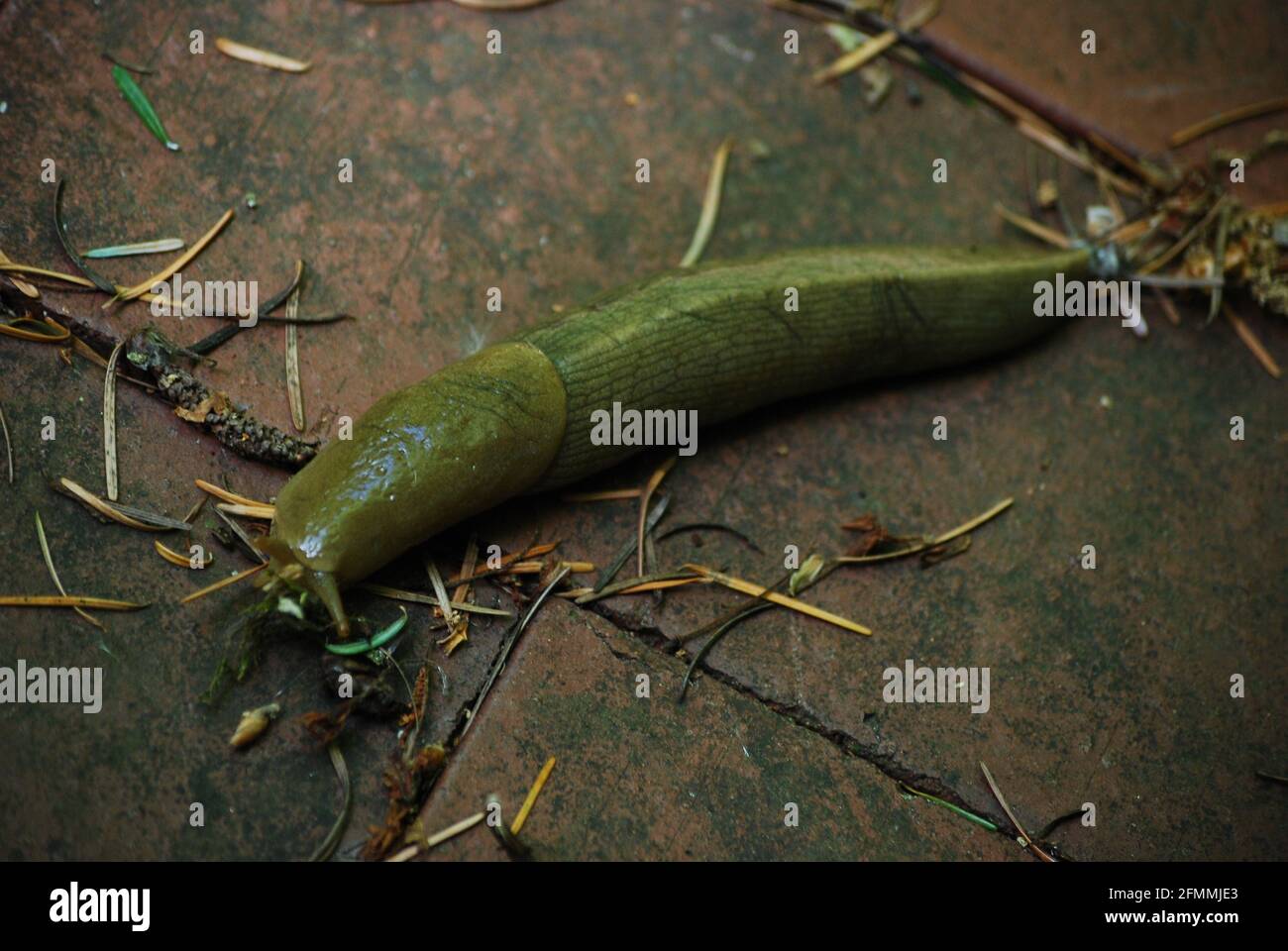 Large, green slug making its way over a brick driveway Stock Photo - Alamy