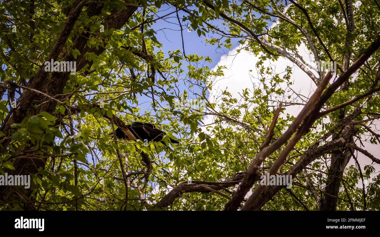 A crow or Raven hiding in the trees, but looking angry Stock Photo - Alamy