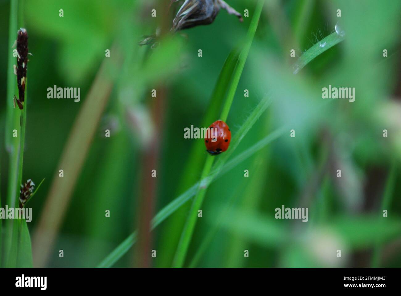 Red spotted ladybug on a stalk of tall grass Stock Photo - Alamy