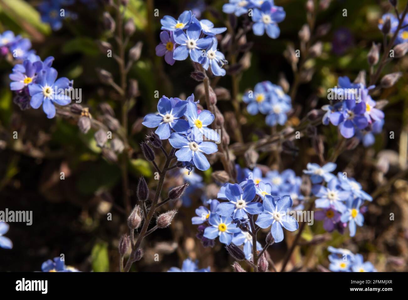 Blue forget-me-not in the sunlight Stock Photo - Alamy