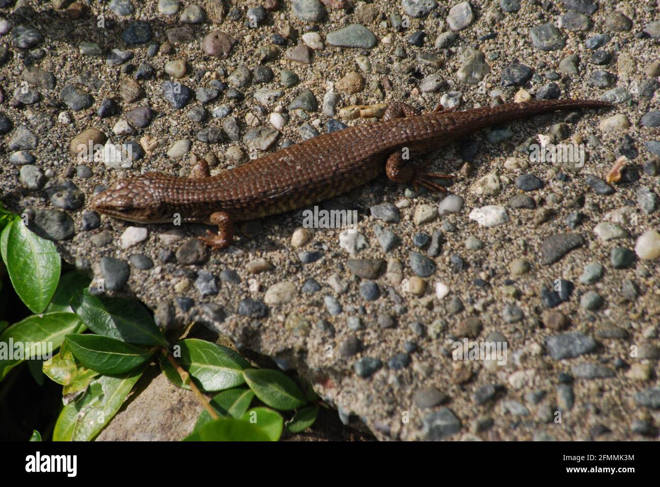 An alligator lizard, native to the Pacific Northwest Stock Photo - Alamy