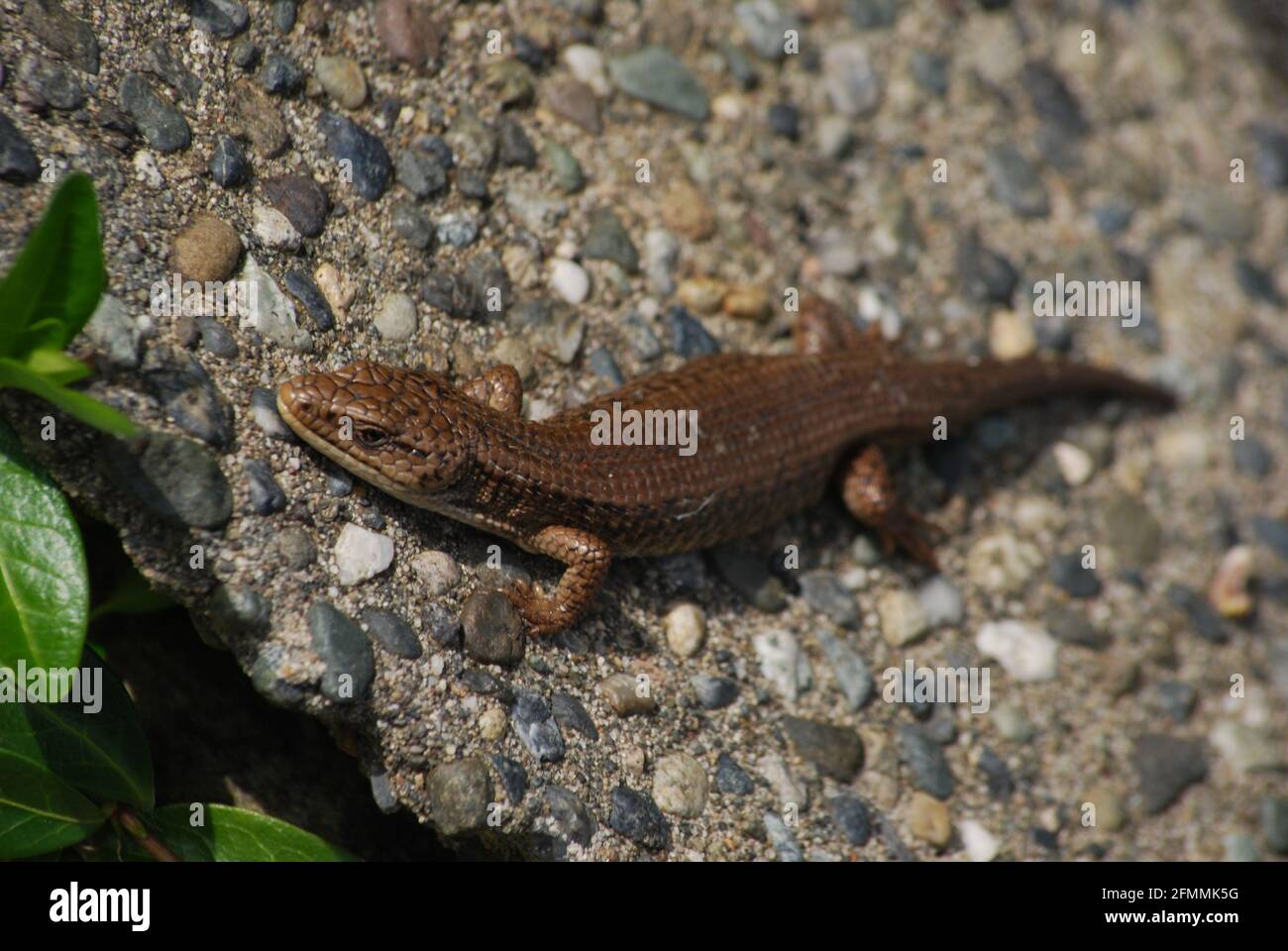 An alligator lizard, native to the Pacific Northwest Stock Photo - Alamy