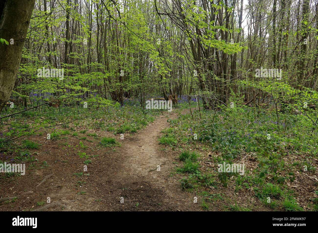 Country pathway into the woods at Trosley Stock Photo - Alamy