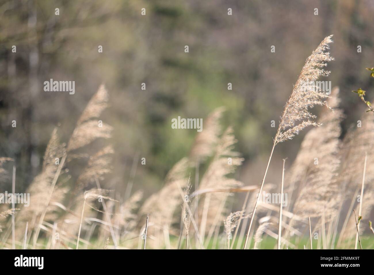 Field of common reed on a blurred background Stock Photo - Alamy