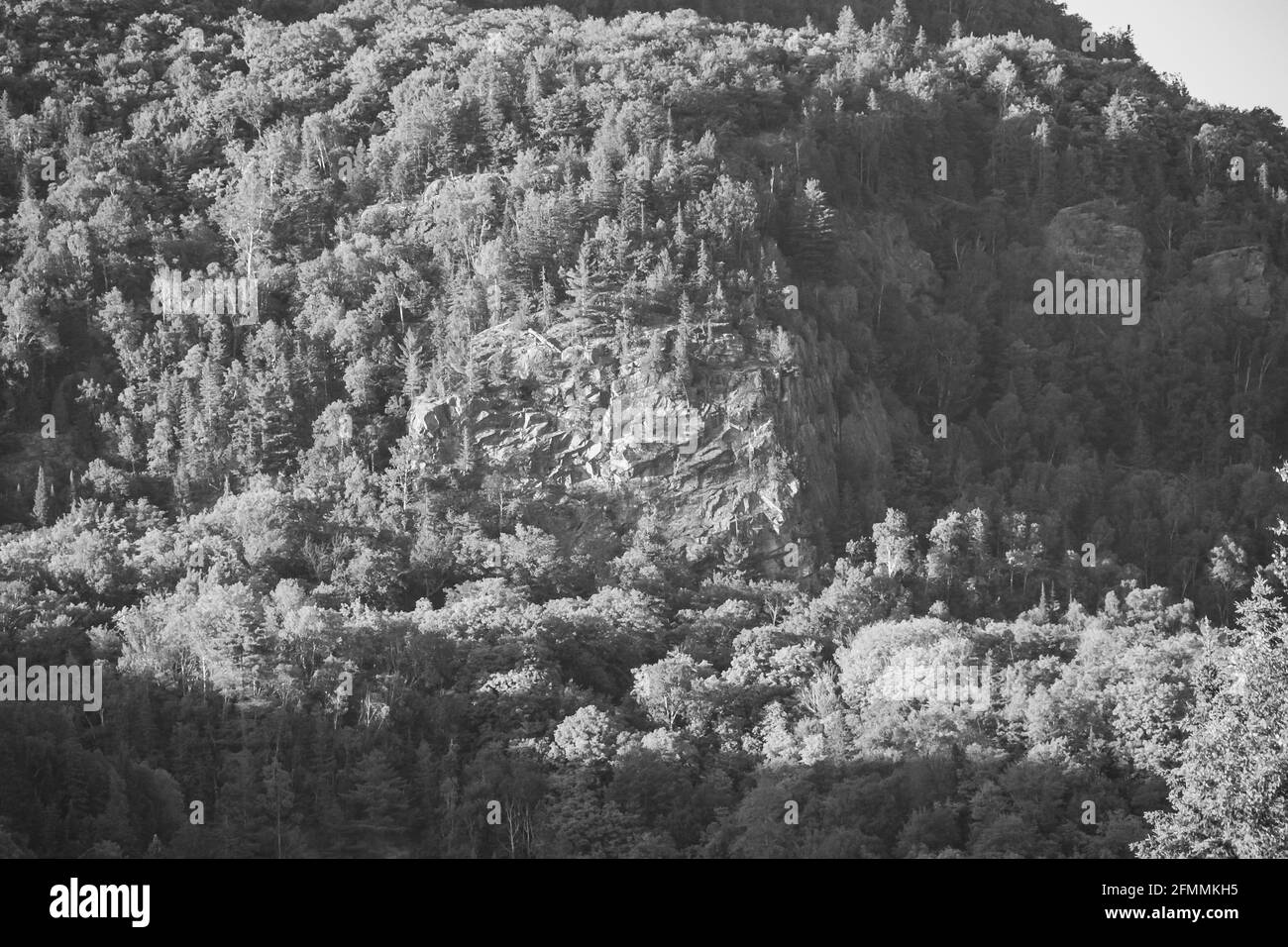 Scenic pine forest in Black and White Stock Photos & Images - Alamy