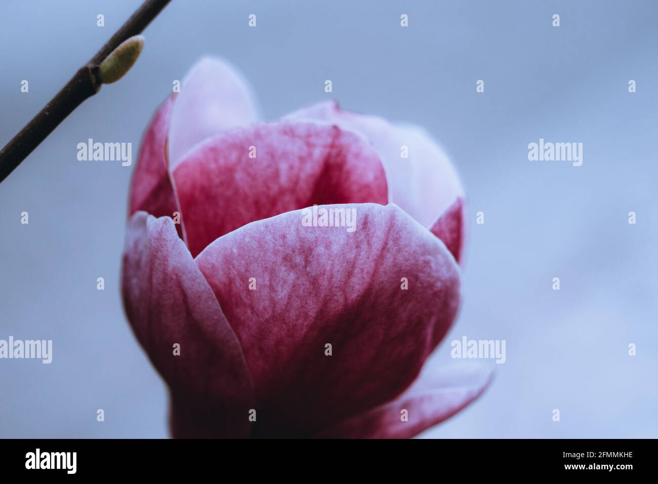 Magnoliid High Resolution Stock Photography and Images - Alamy