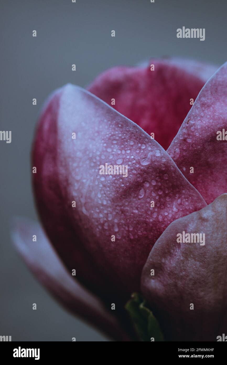 Magnoliid hi-res stock photography and images - Alamy