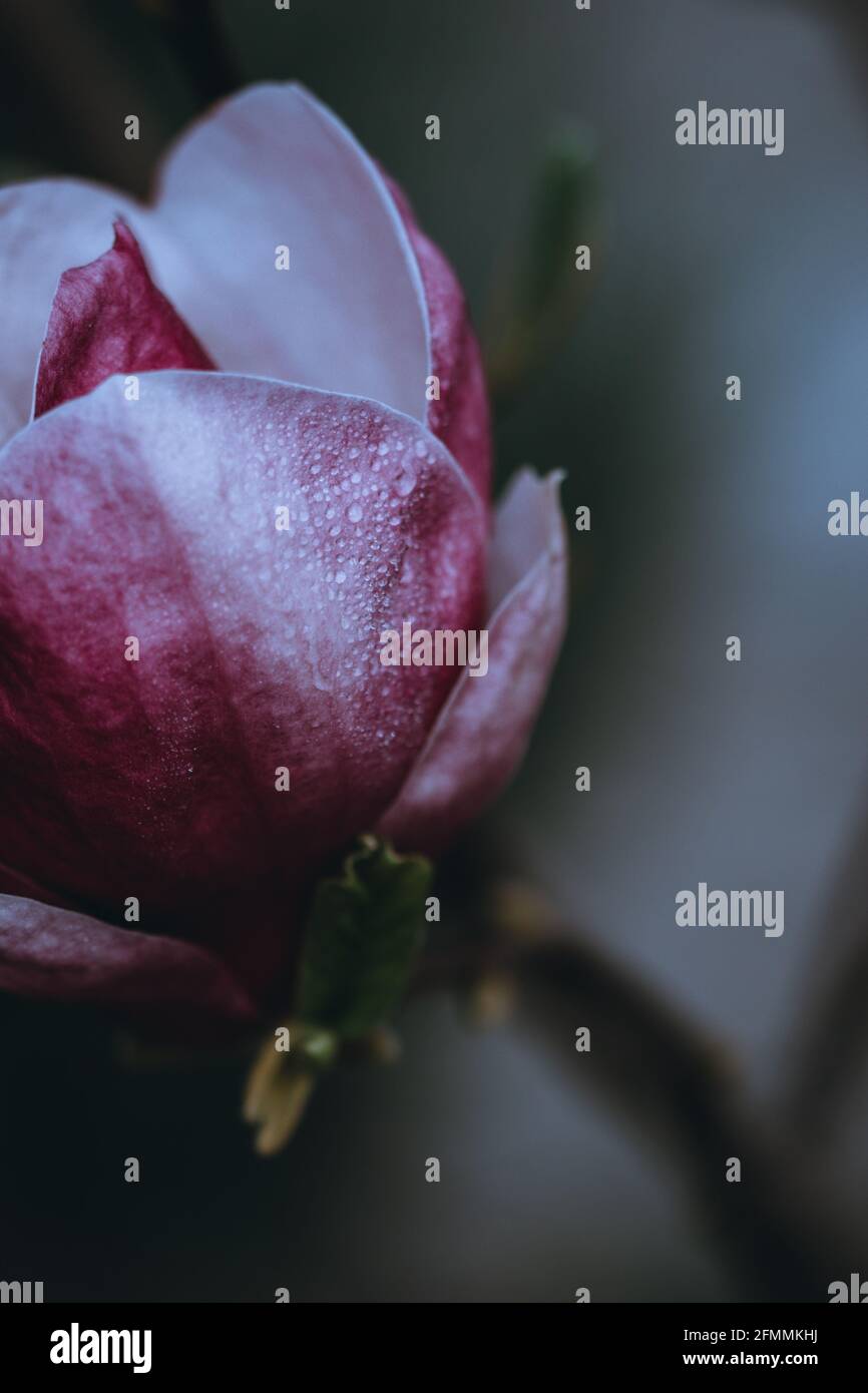 Magnoliid hi-res stock photography and images - Alamy