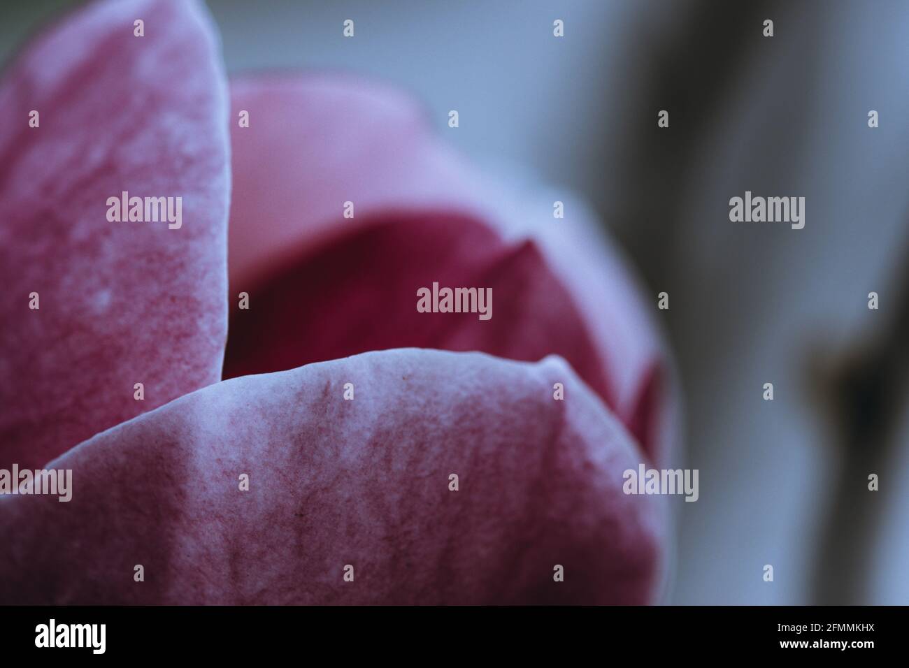 Magnoliid hi-res stock photography and images - Alamy