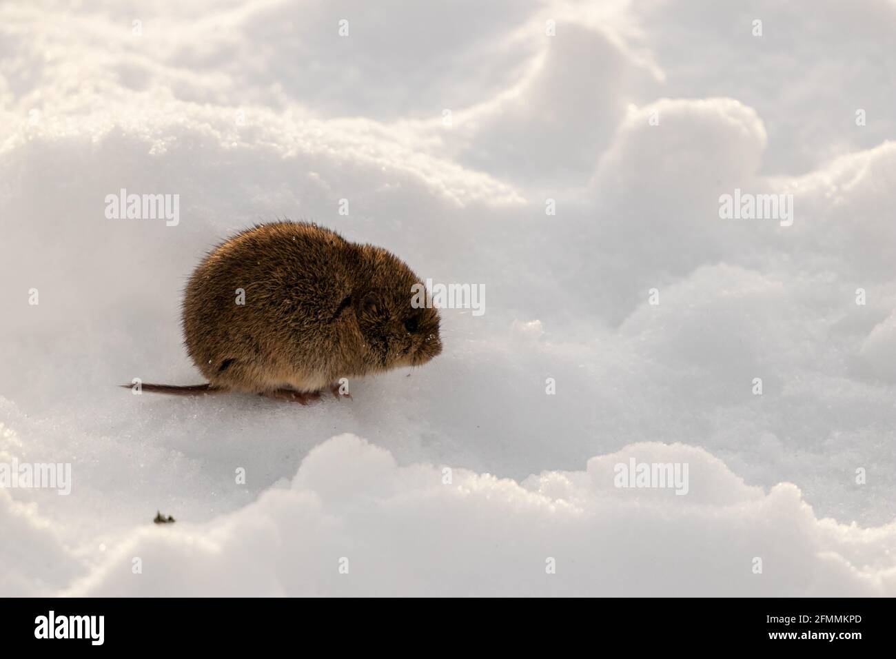Little field mouse in the snow Stock Photo - Alamy