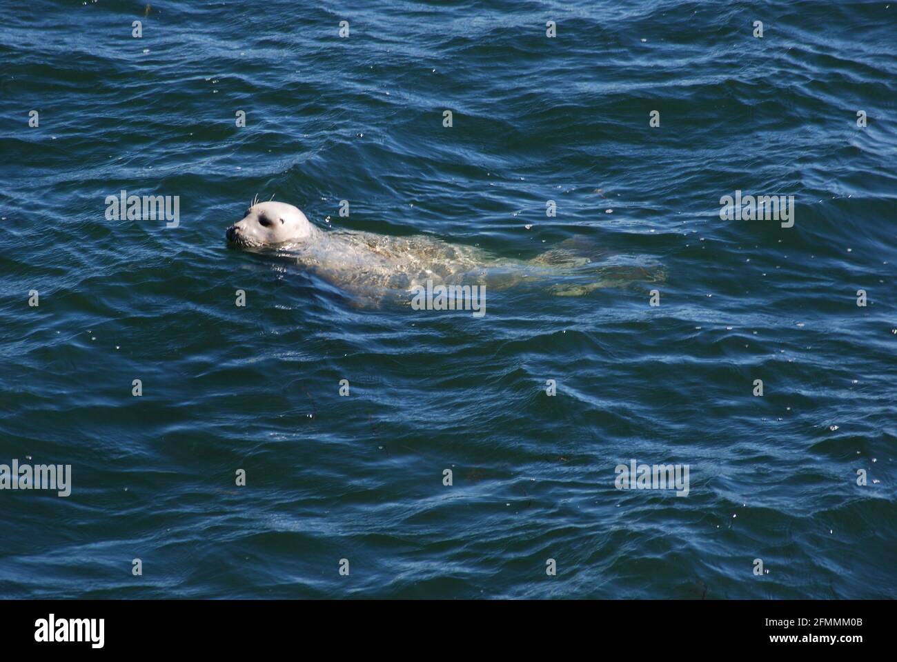 A curious harbor seal swims along the shoreline of Puget Sound Stock ...
