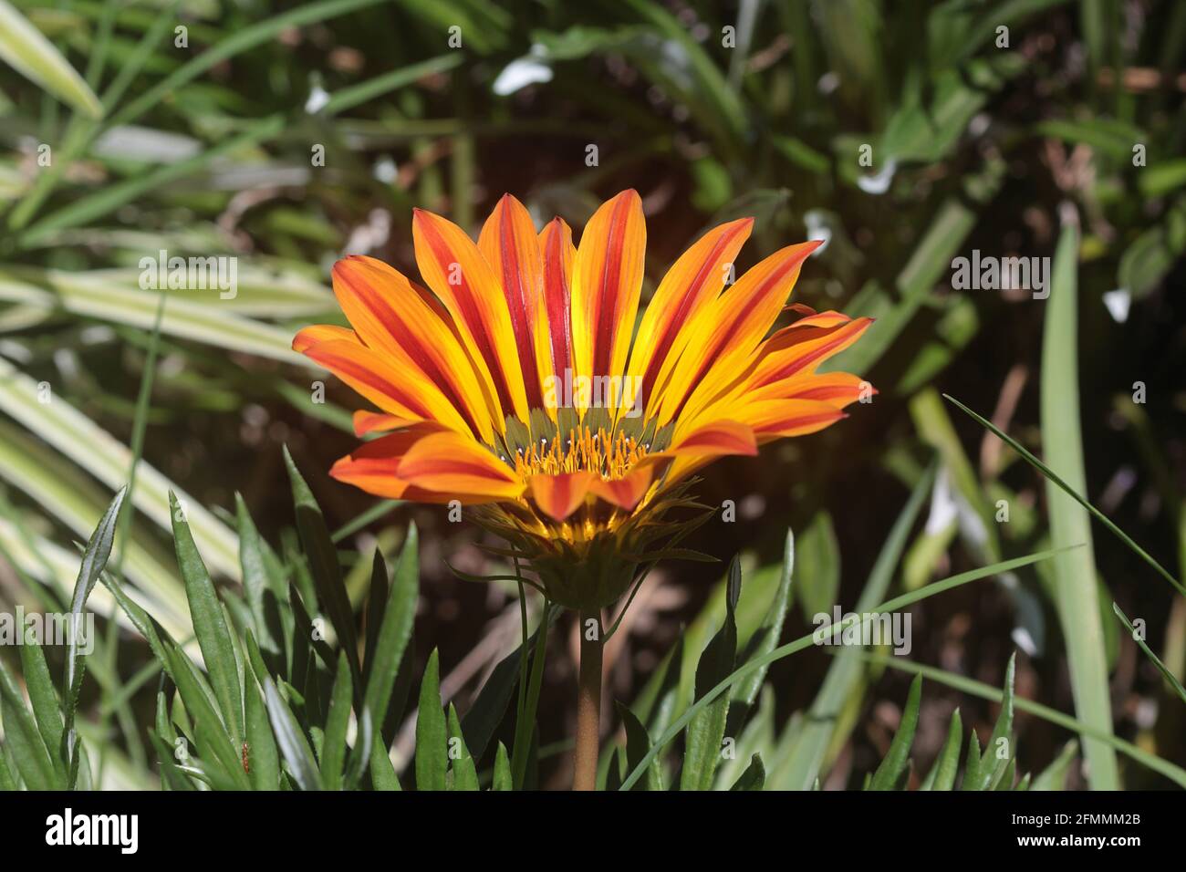 Closeup image of Yellow Gazania or Treasure flower Stock Photo - Alamy