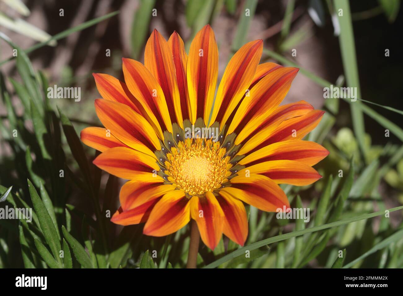 Closeup image of Yellow Gazania or Treasure flower Stock Photo - Alamy