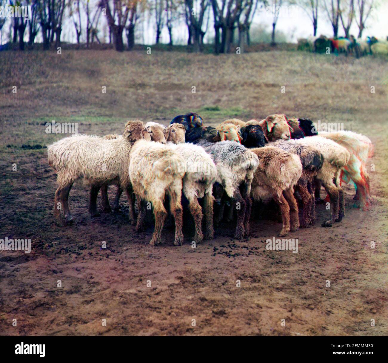 Fat sheep hi-res stock photography and images - Alamy