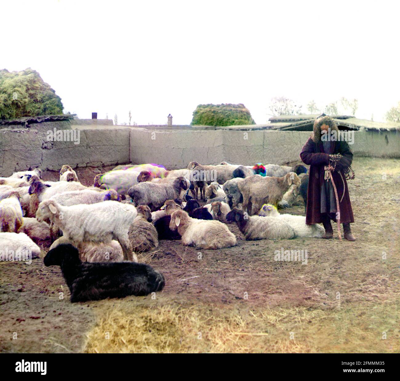 Fat sheep hi-res stock photography and images - Alamy