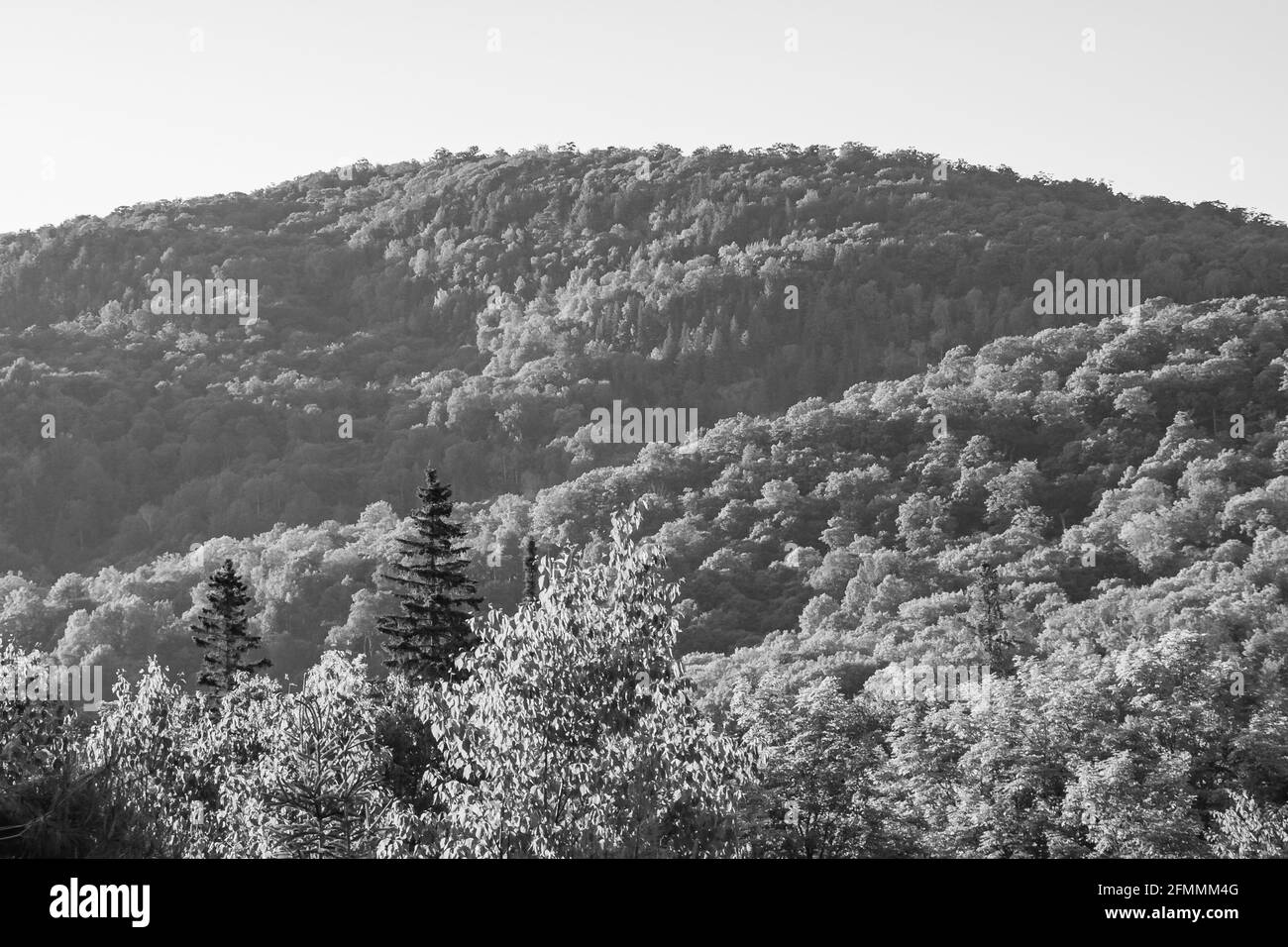 Canadian Forest in Summer Stock Photo - Alamy