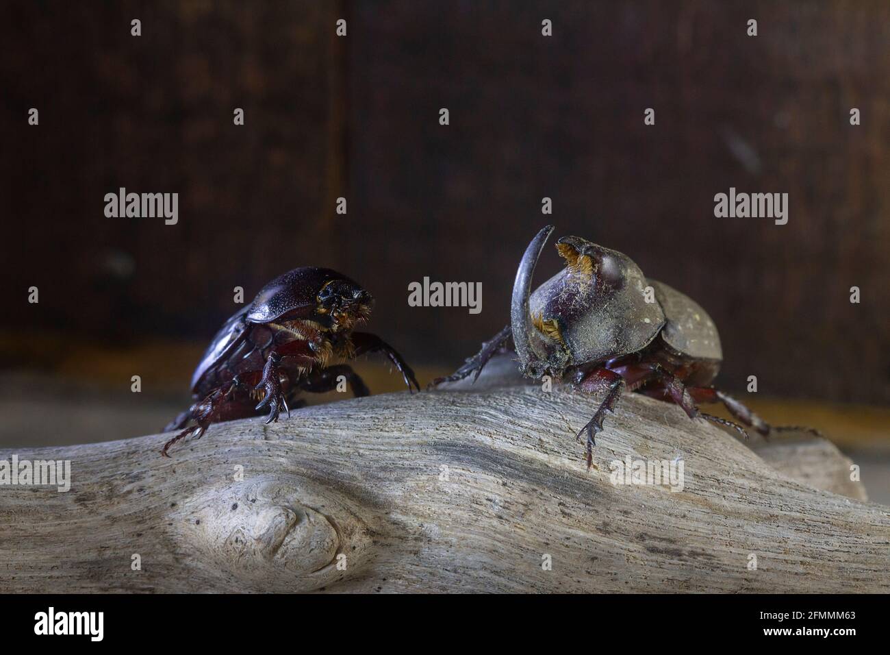 Rhinoceros scarab beetle hi-res stock photography and images - Alamy