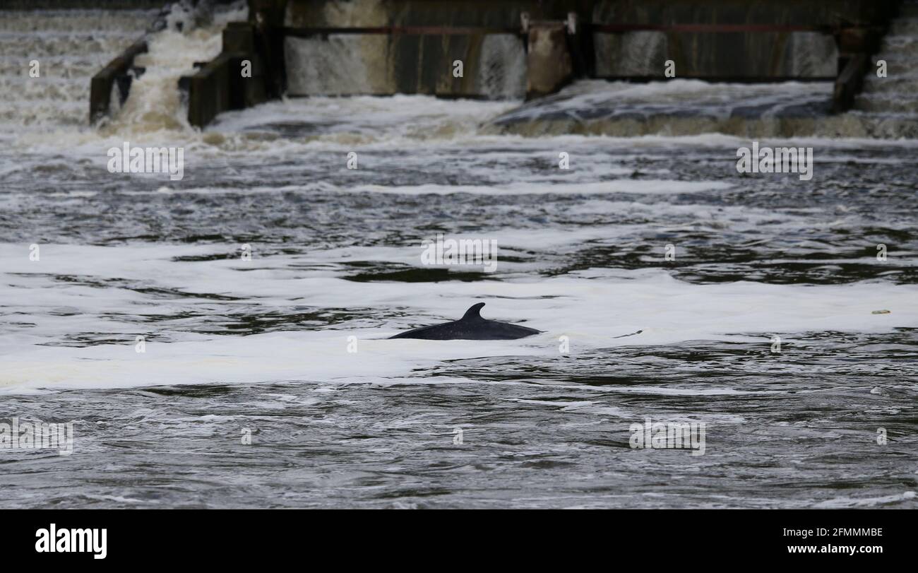 London, UK. 10 May 2021 Stranded Minke Whale at Teddington Lock, West ...