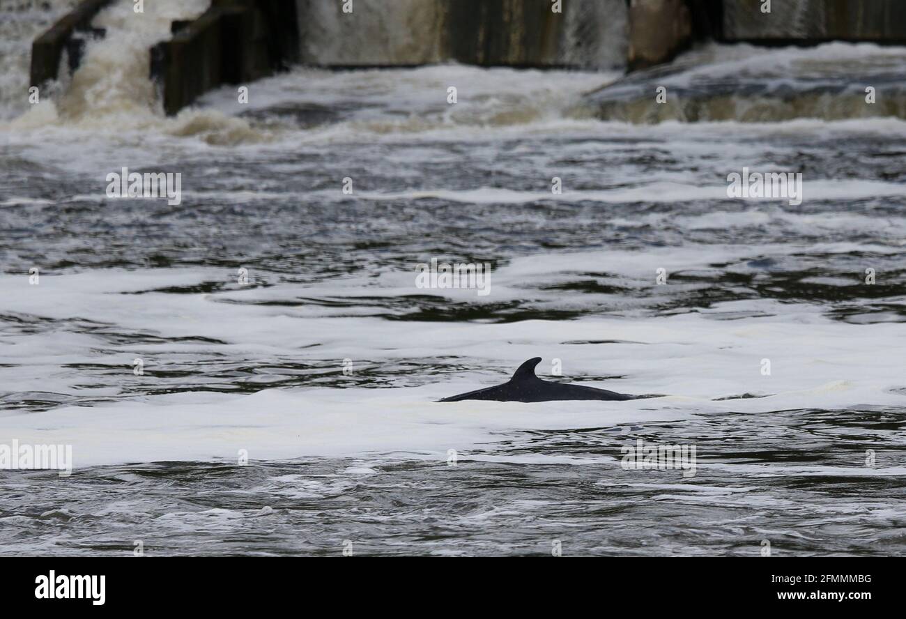 London, UK. 10 May 2021 Stranded Minke Whale at Teddington Lock, West ...