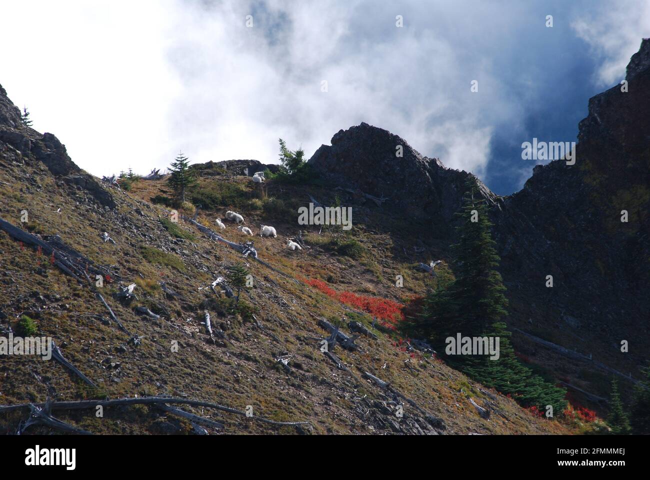 Mountain goats resting on a Cascade Mountaintop Stock Photo - Alamy