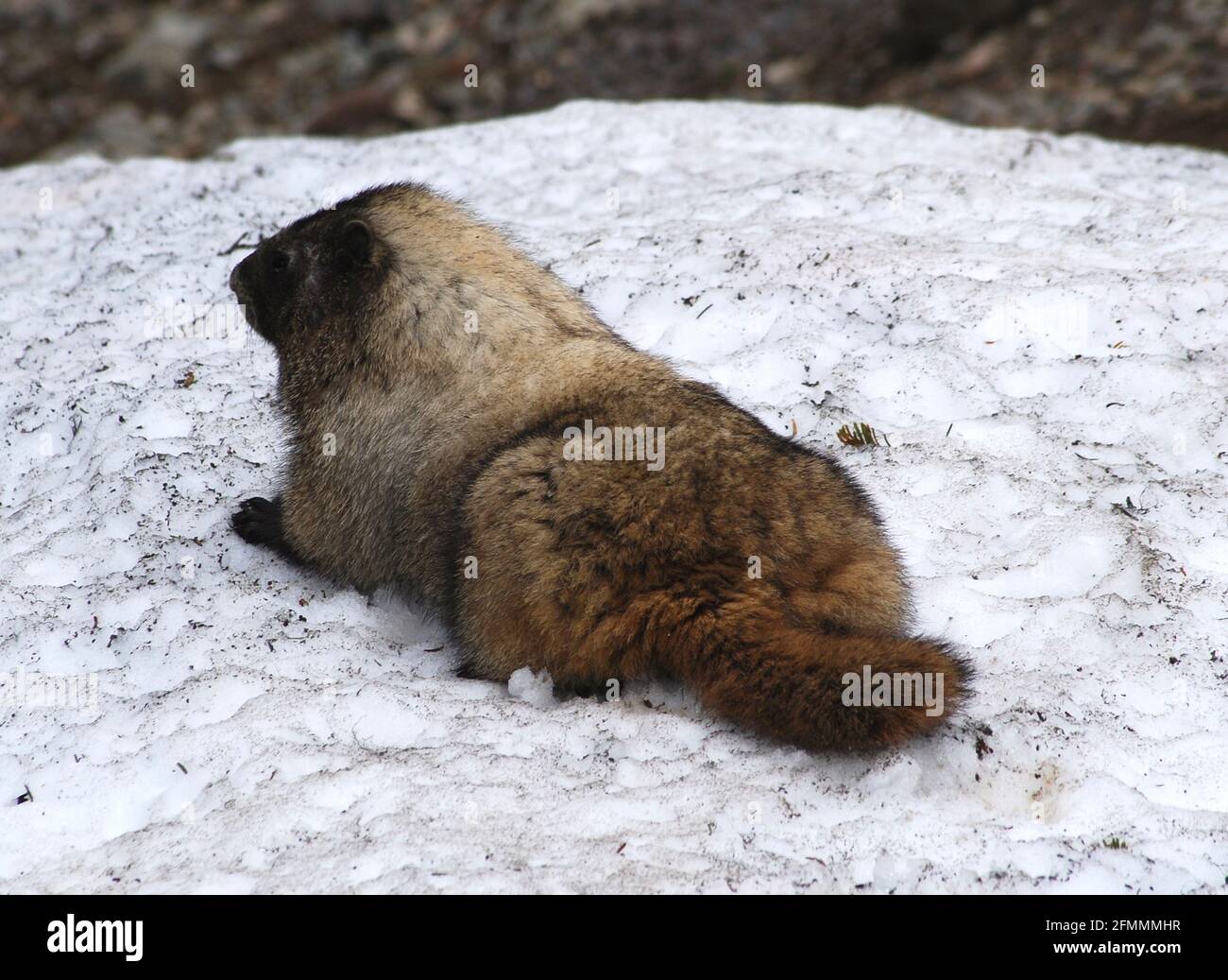 Whistling marmot hi-res stock photography and images - Alamy