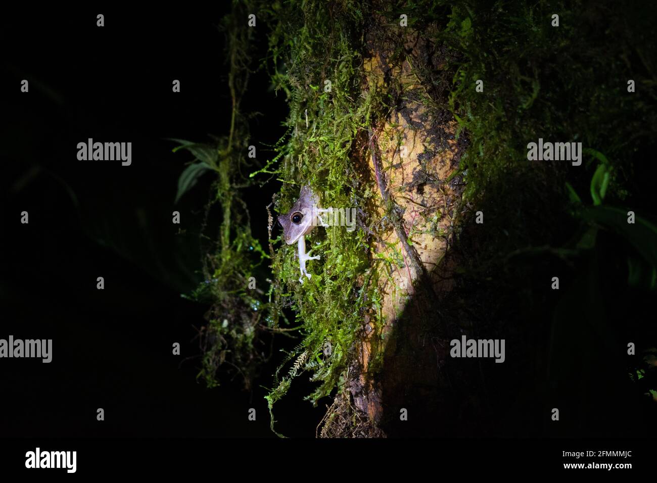 Tree frog biology hi-res stock photography and images - Alamy