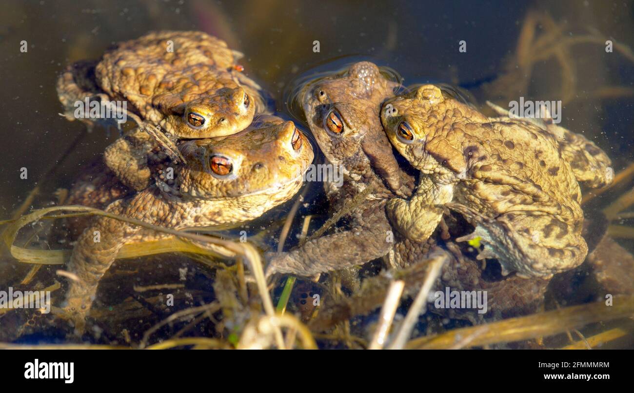 Common or European toad brown colored, Mating toads in the pond Stock ...