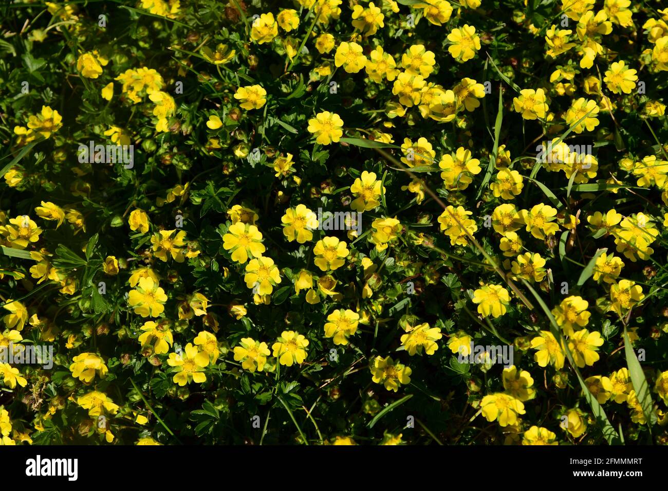 Yellow flowers texture hi-res stock photography and images - Alamy