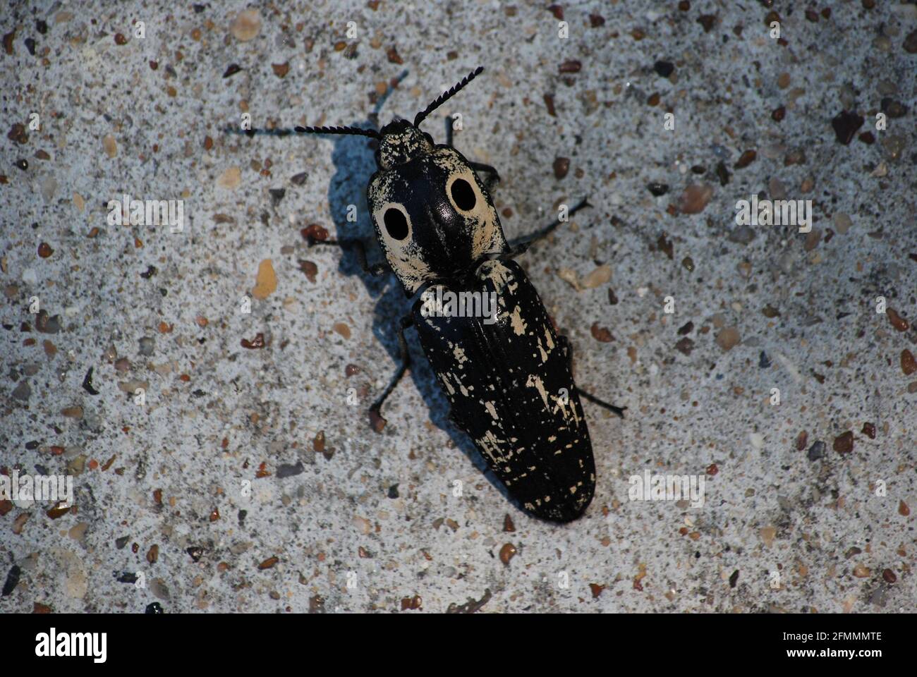 An eyed elator, otherwise known as a click beetle at rest on a walkway ...